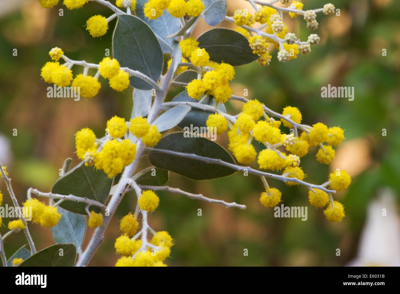 Pearl acacia (Acacia podalyriifolia) in bloom Stock Photo - Alamy