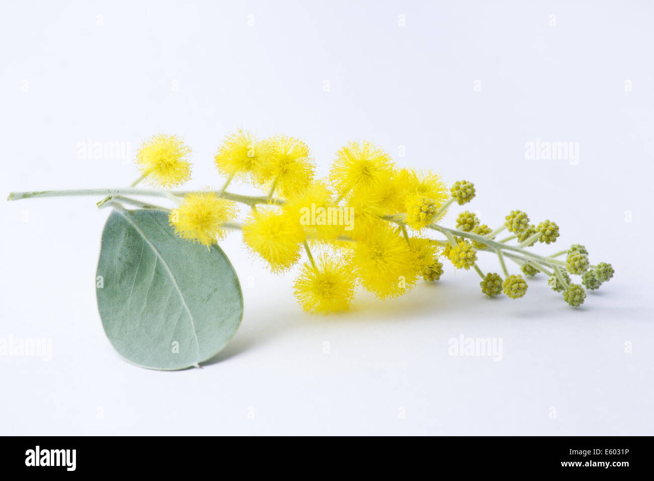 Pearl acacia (Acacia podalyriifolia) in bloom on white background Stock ...