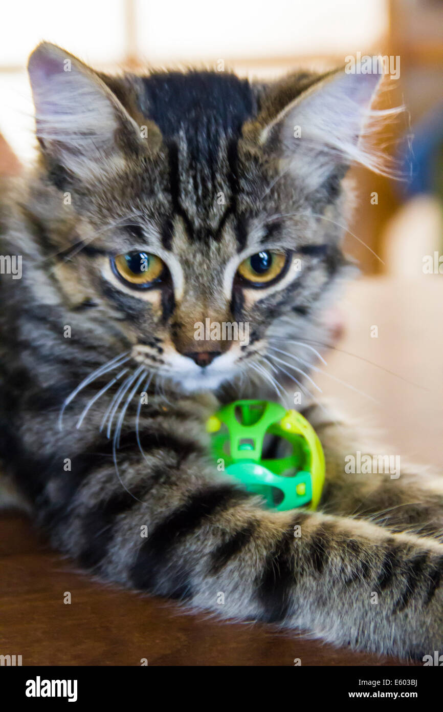small beautiful cat with small green ball Stock Photo - Alamy