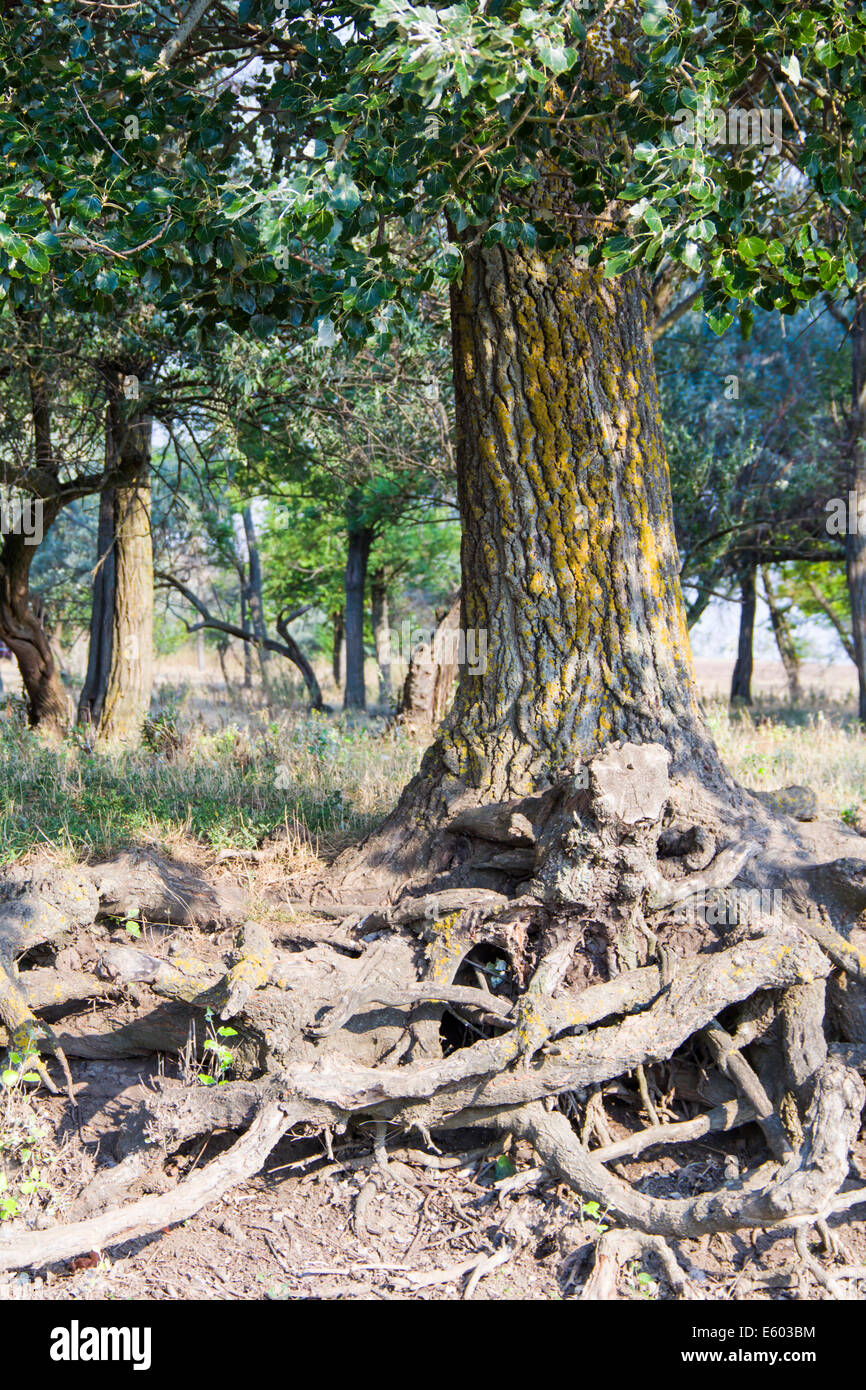 Big tree roots hi-res stock photography and images - Alamy