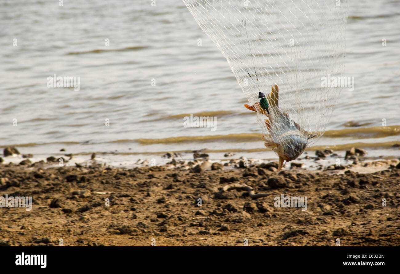 fish catch with one big grey carp Stock Photo - Alamy
