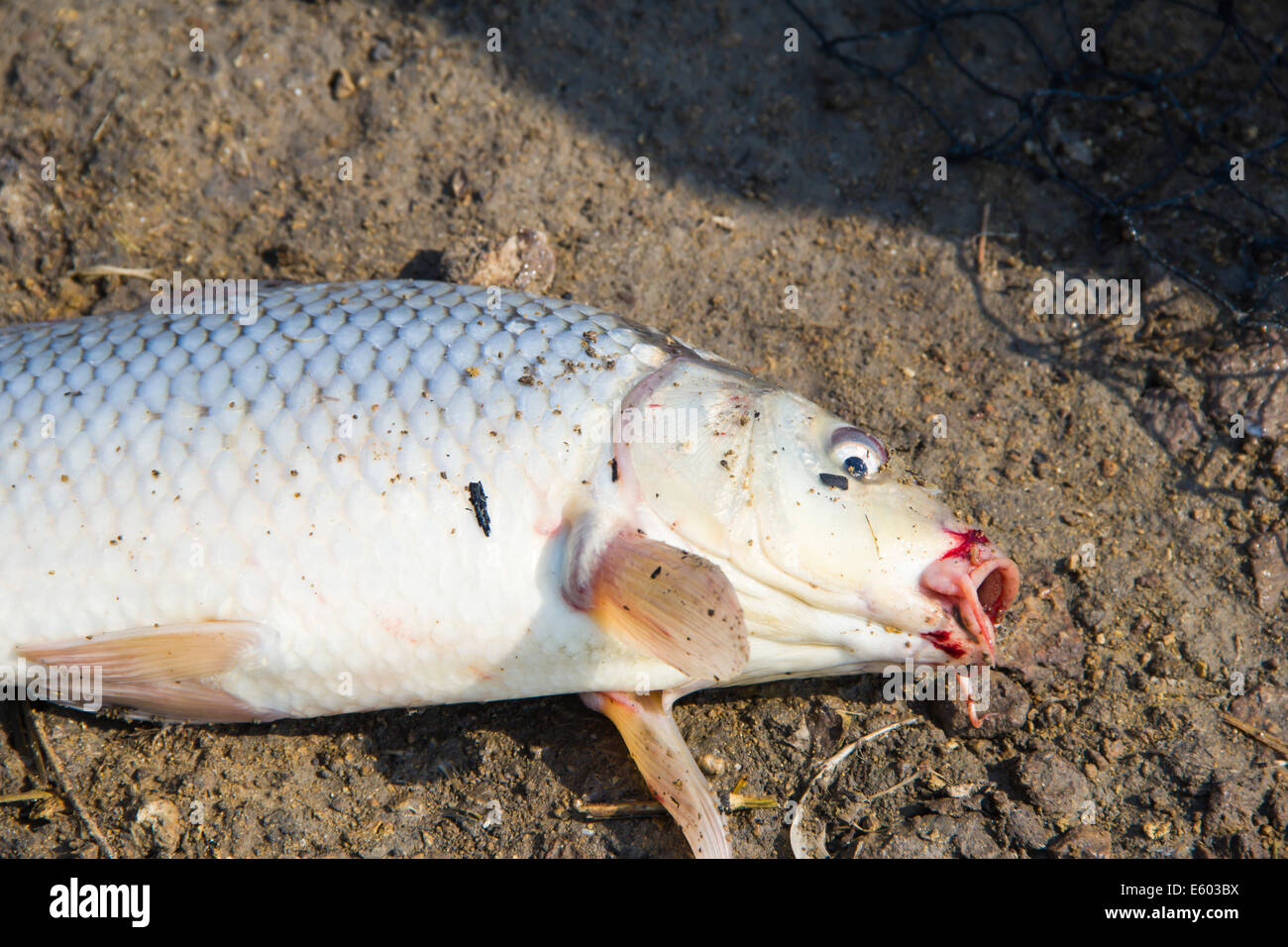 fish catch with one big grey carp Stock Photo - Alamy