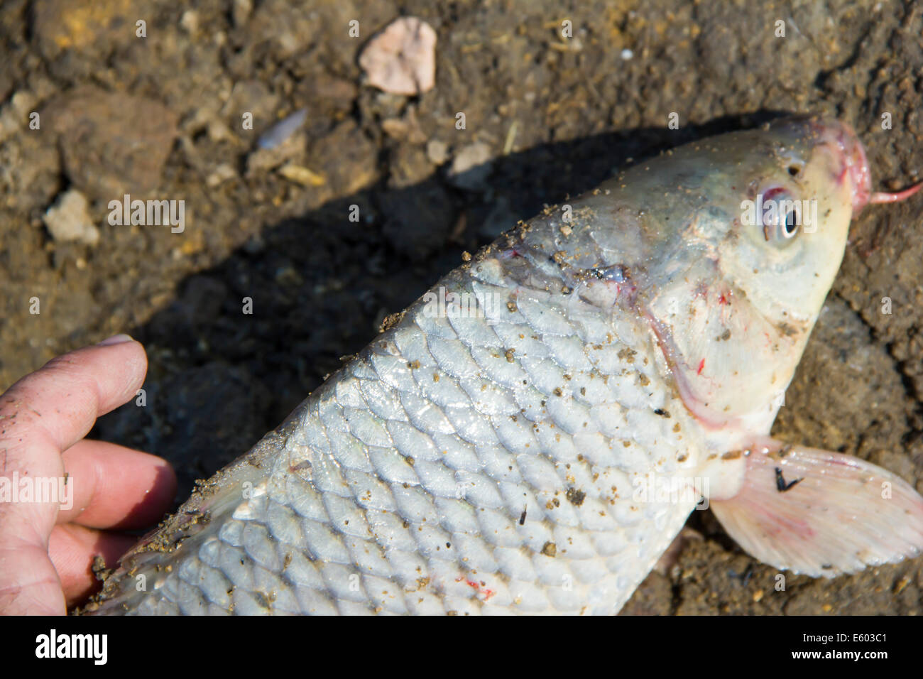 fish catch with one big grey carp Stock Photo - Alamy