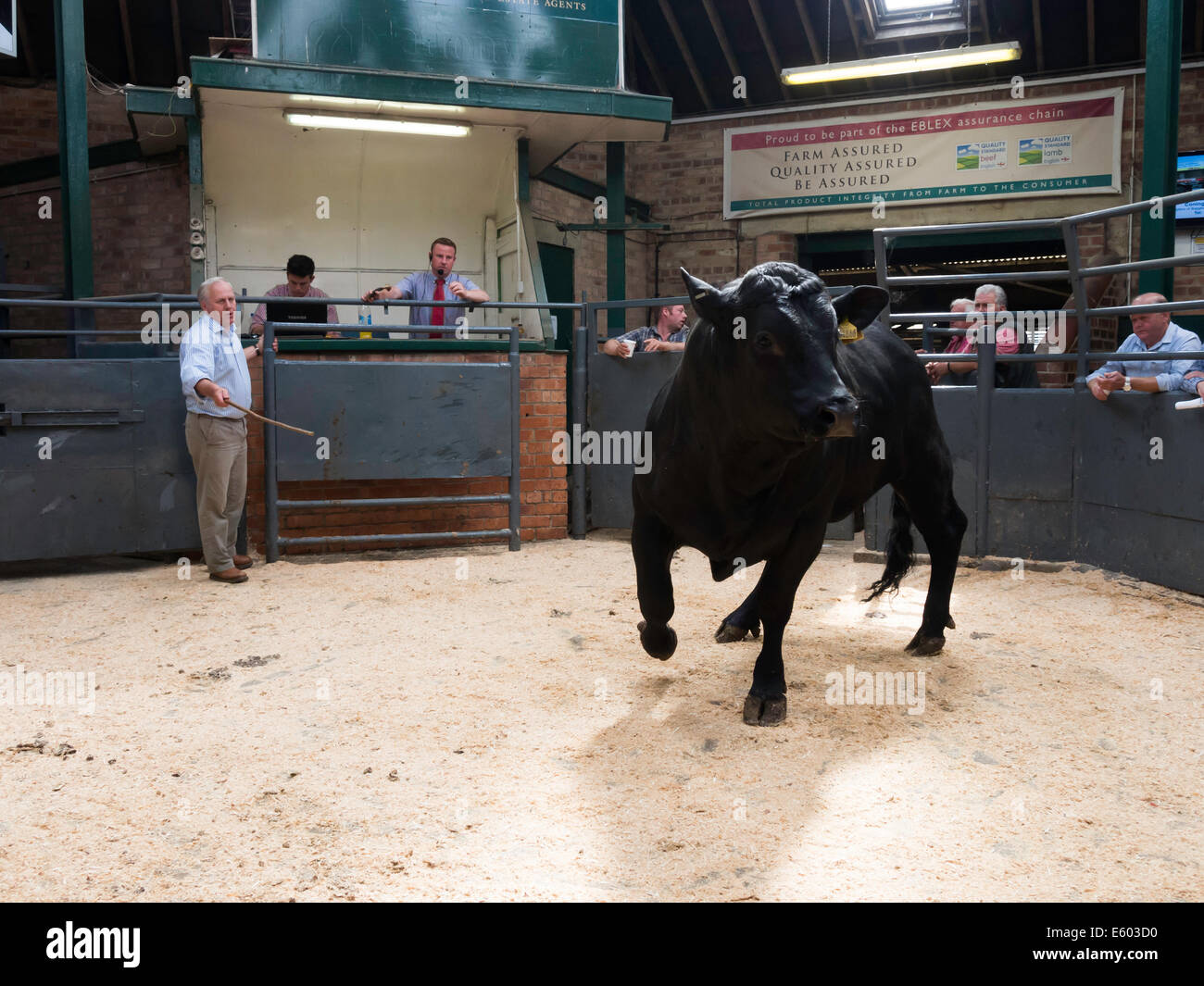 A feisty black bull being sold in the Auction ring in Northallerton ...
