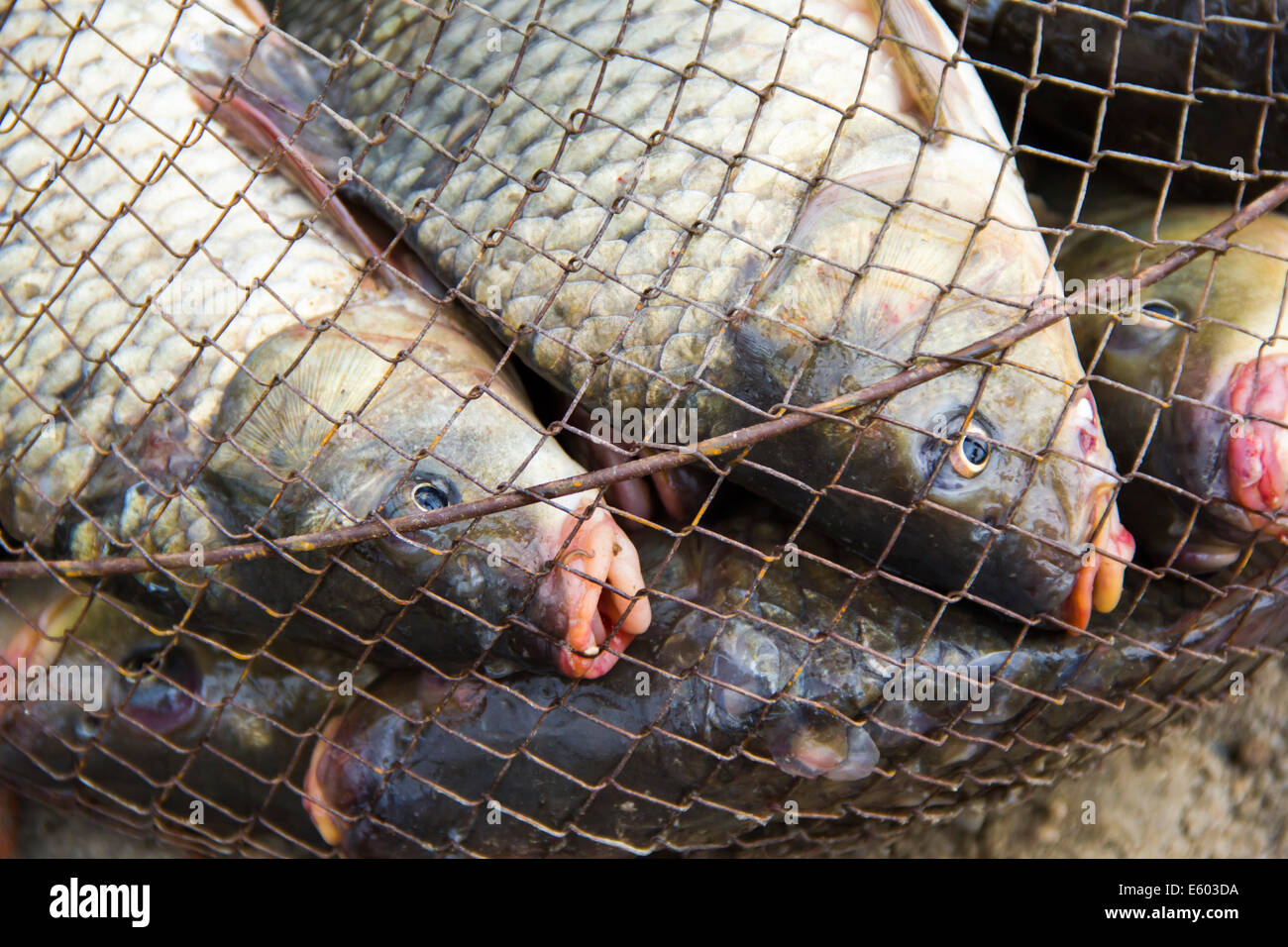Fish of many colors hi-res stock photography and images - Alamy