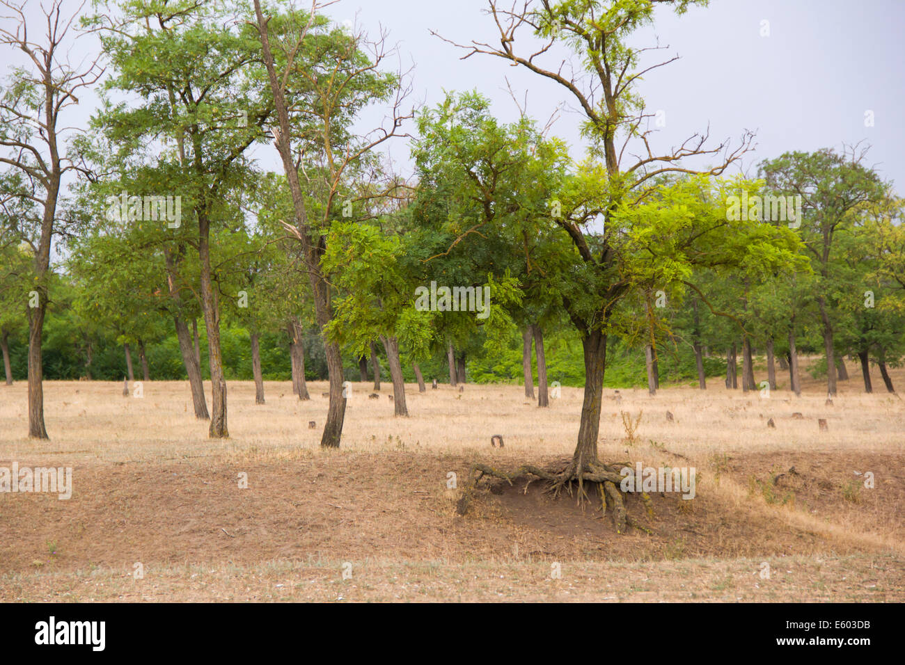 Big tree roots green forest hi-res stock photography and images - Alamy