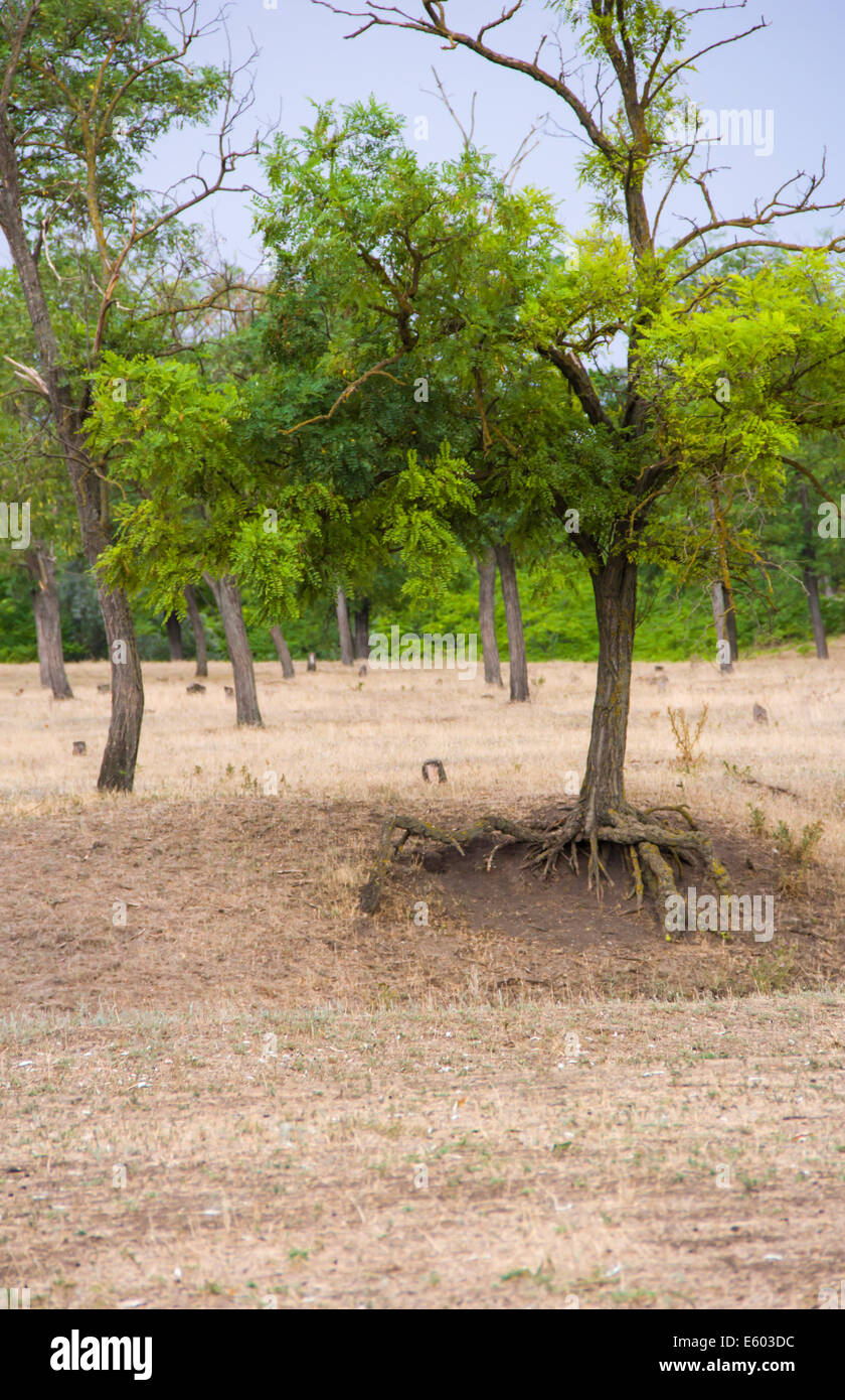 Big tree roots hi-res stock photography and images - Alamy