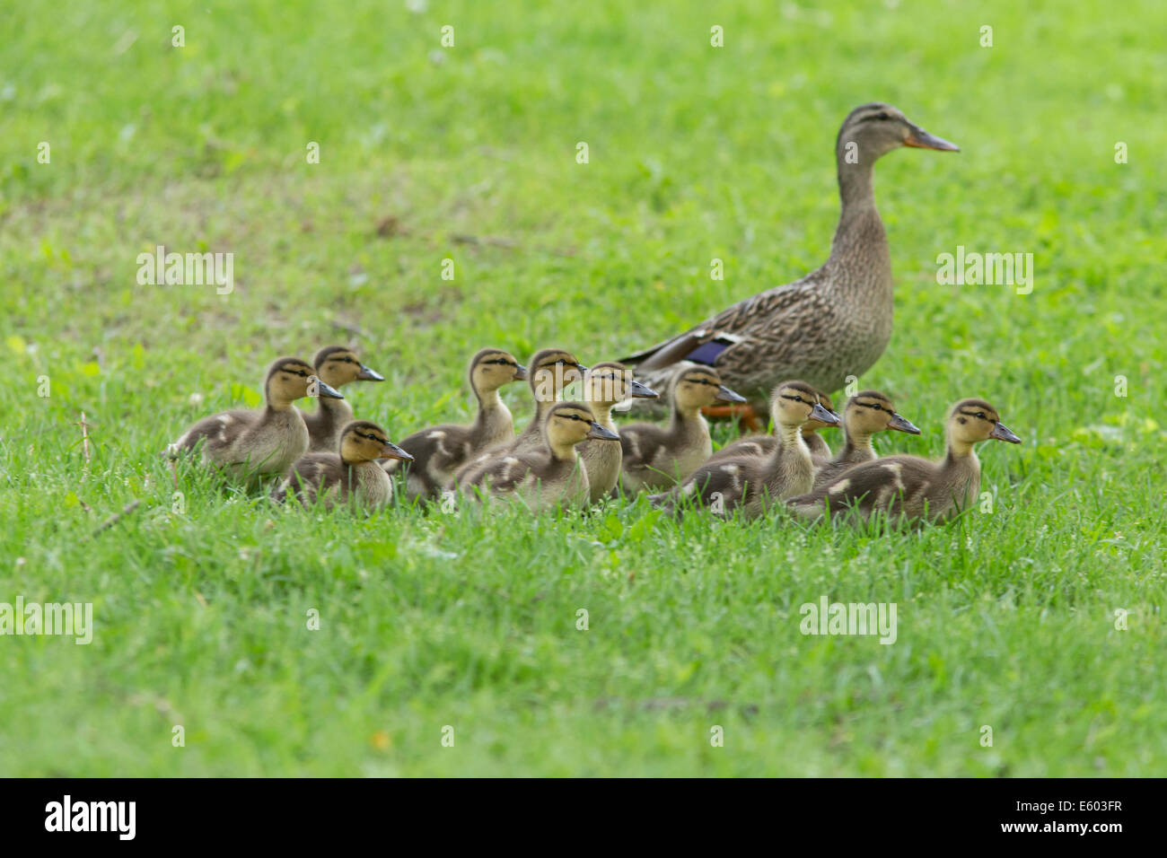 11 ducklings hi-res stock photography and images - Alamy