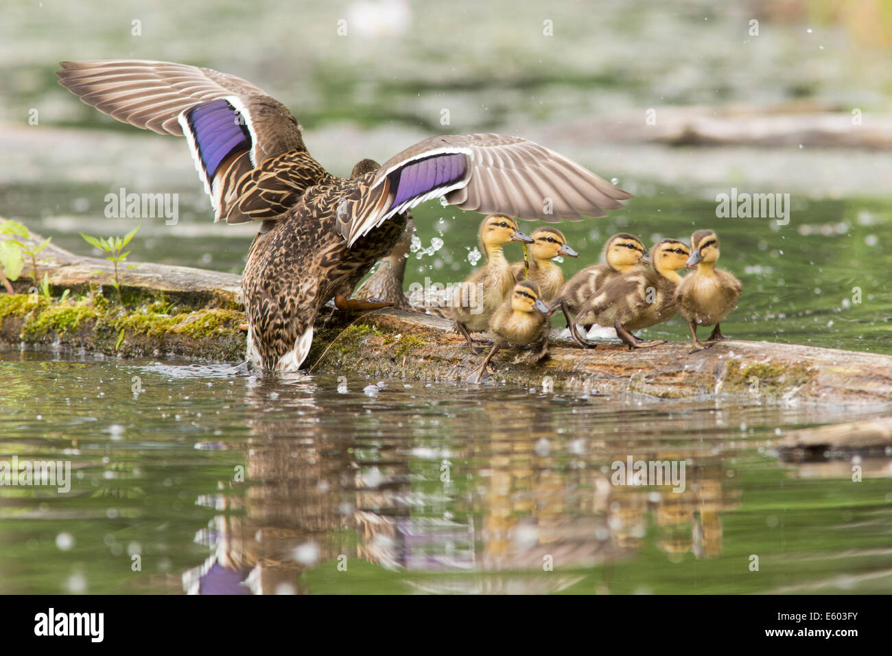 Mallard Duck hen and six ducklings Stock Photo - Alamy