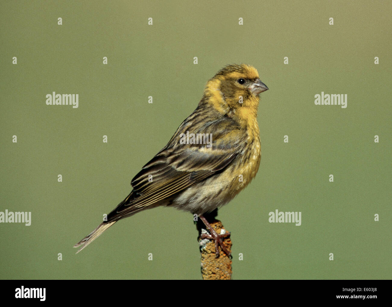 Serin Serinus serinus Stock Photo - Alamy