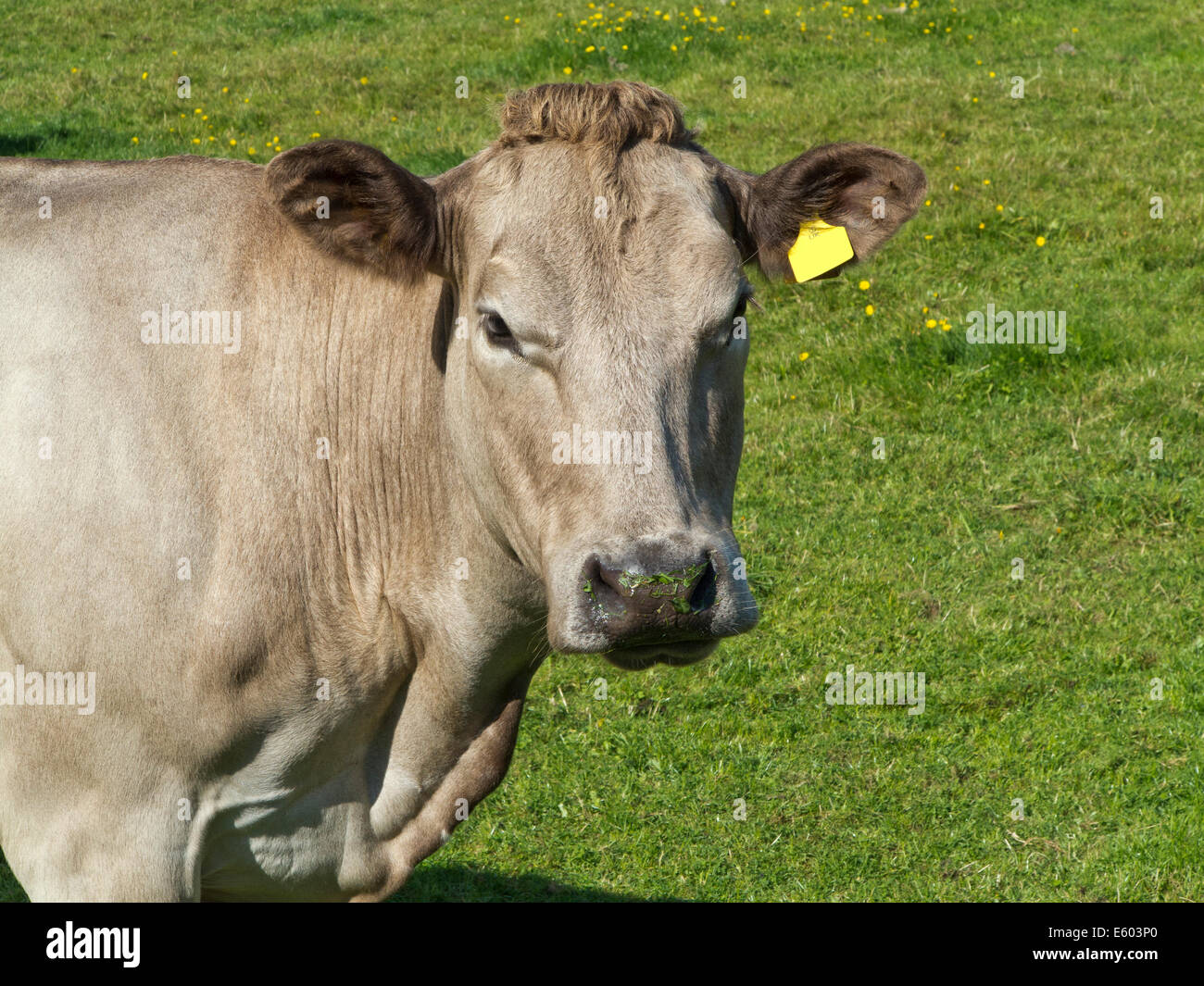 Cow turning head hi-res stock photography and images - Alamy