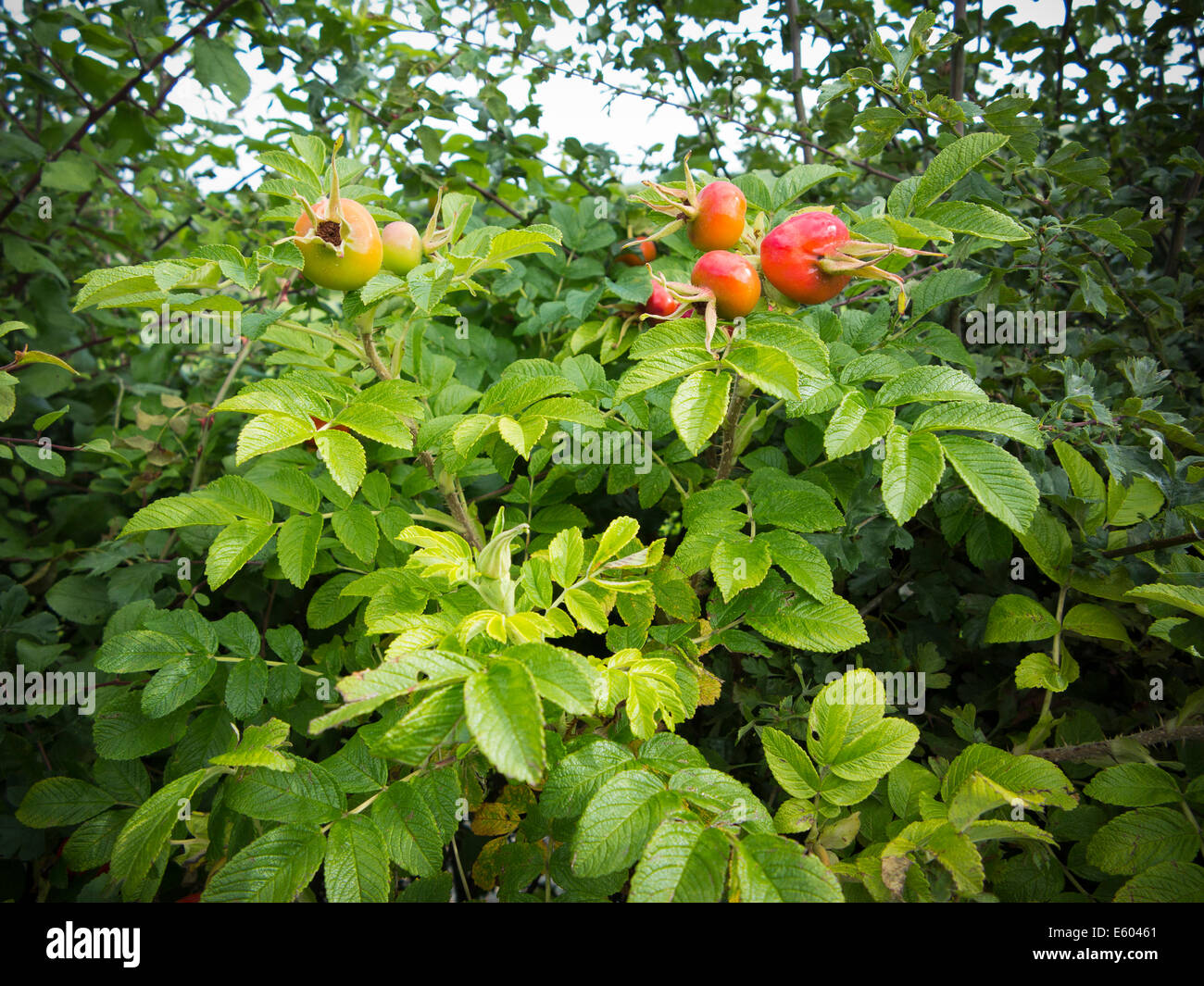 A section of wild hedgerow with rose hips at various stages of ripeness ...