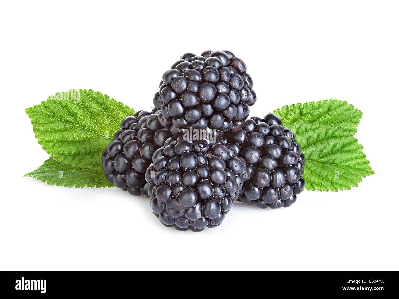Blackberry fruit isolated hi-res stock photography and images - Alamy