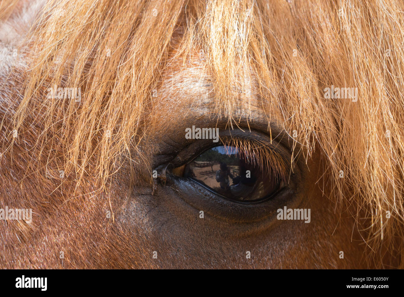 Zante, Greece - Askos Stone Park, small zoo and gardens. Horse eye ...