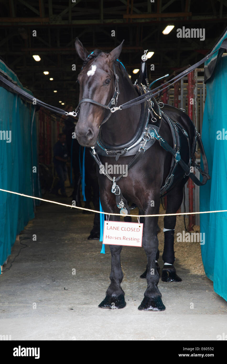 Draft horse in the barn ready for competition at the Calgary Stampede ...