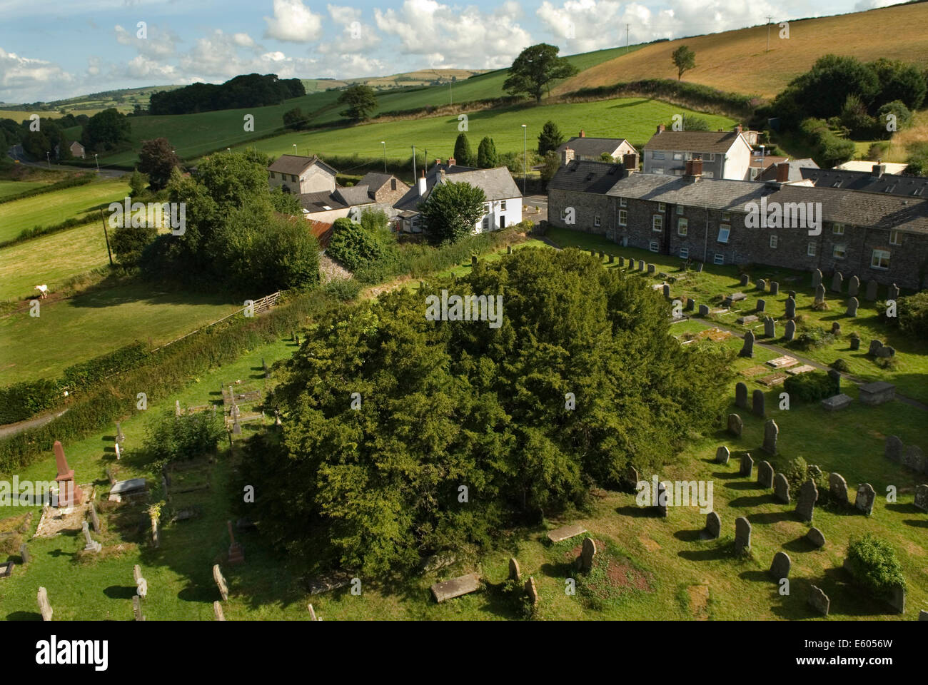 Yew tree UK. Defynnog St Cynogs churchyard nr Sennybridge Powys Wales ...