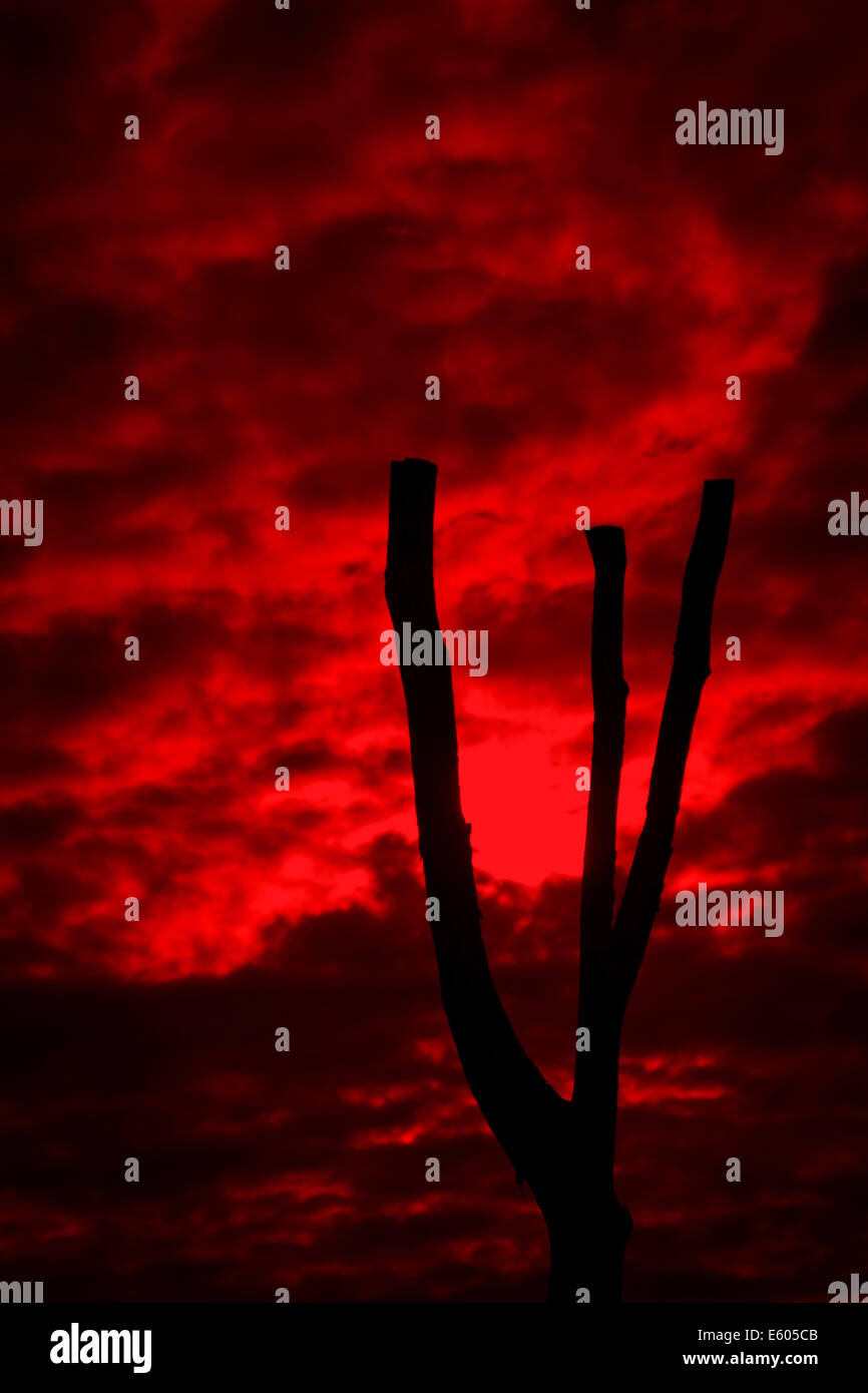 Dead tree forming part of the WW1 Gallipoli memorial at the National ...