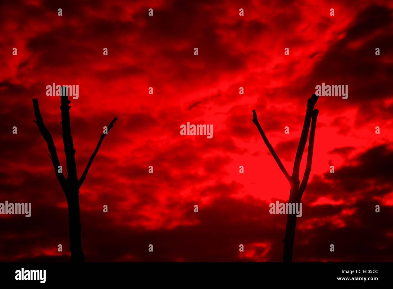 Dead tree forming part of the WW1 Gallipoli memorial at the National ...