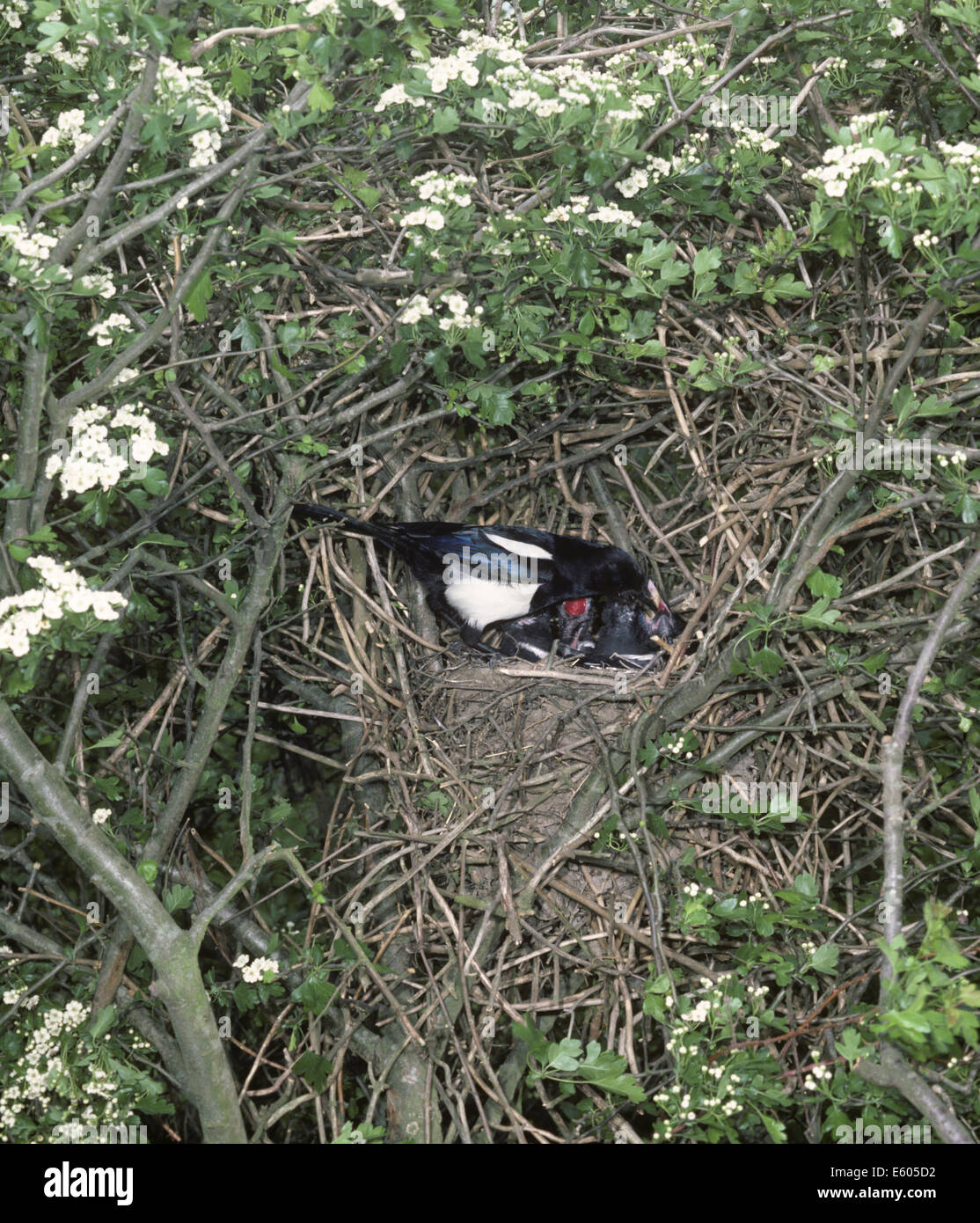 Magpie nest hi-res stock photography and images - Alamy
