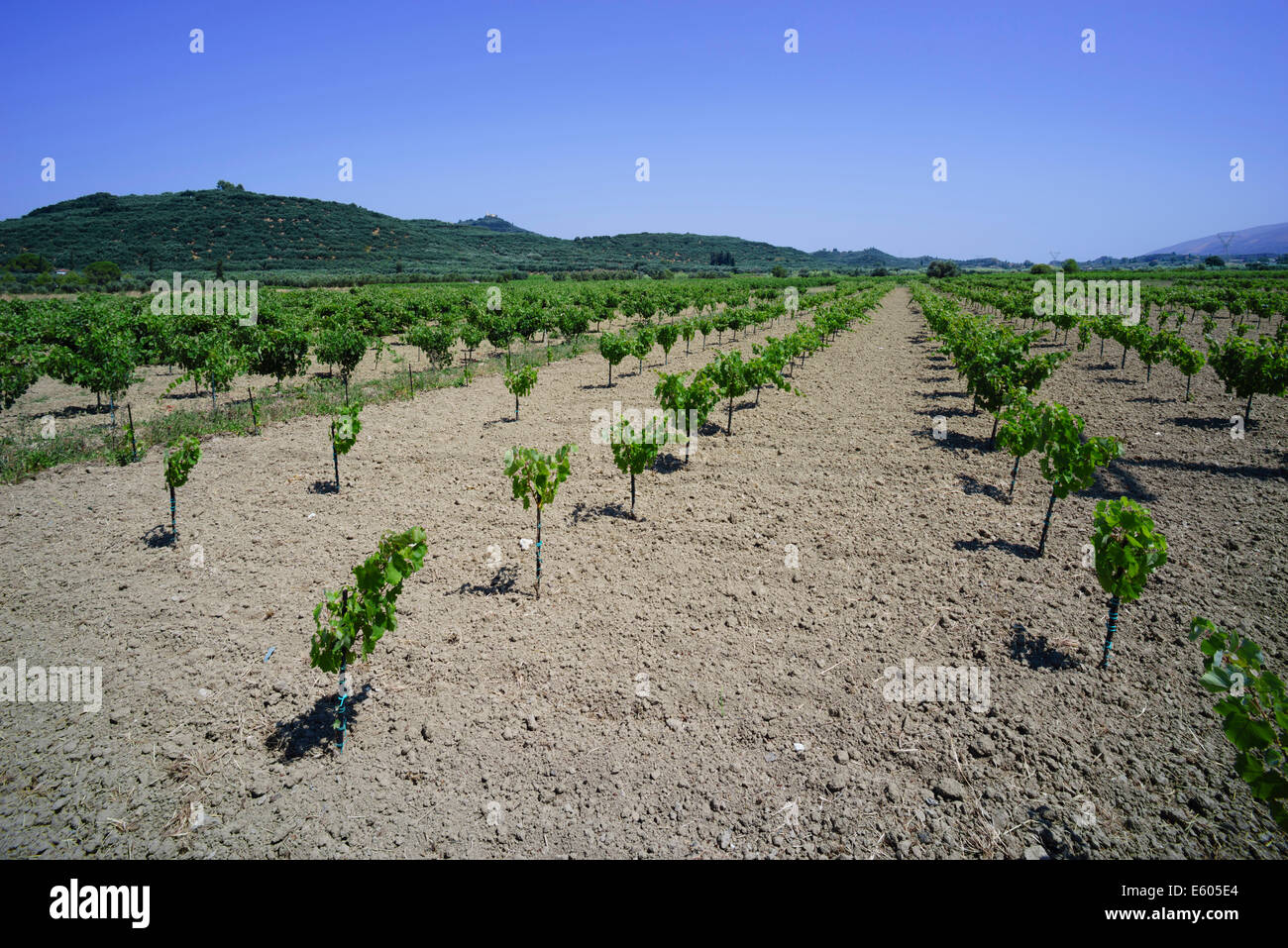 Zante, Greece - vines near Pigadakia Stock Photo - Alamy