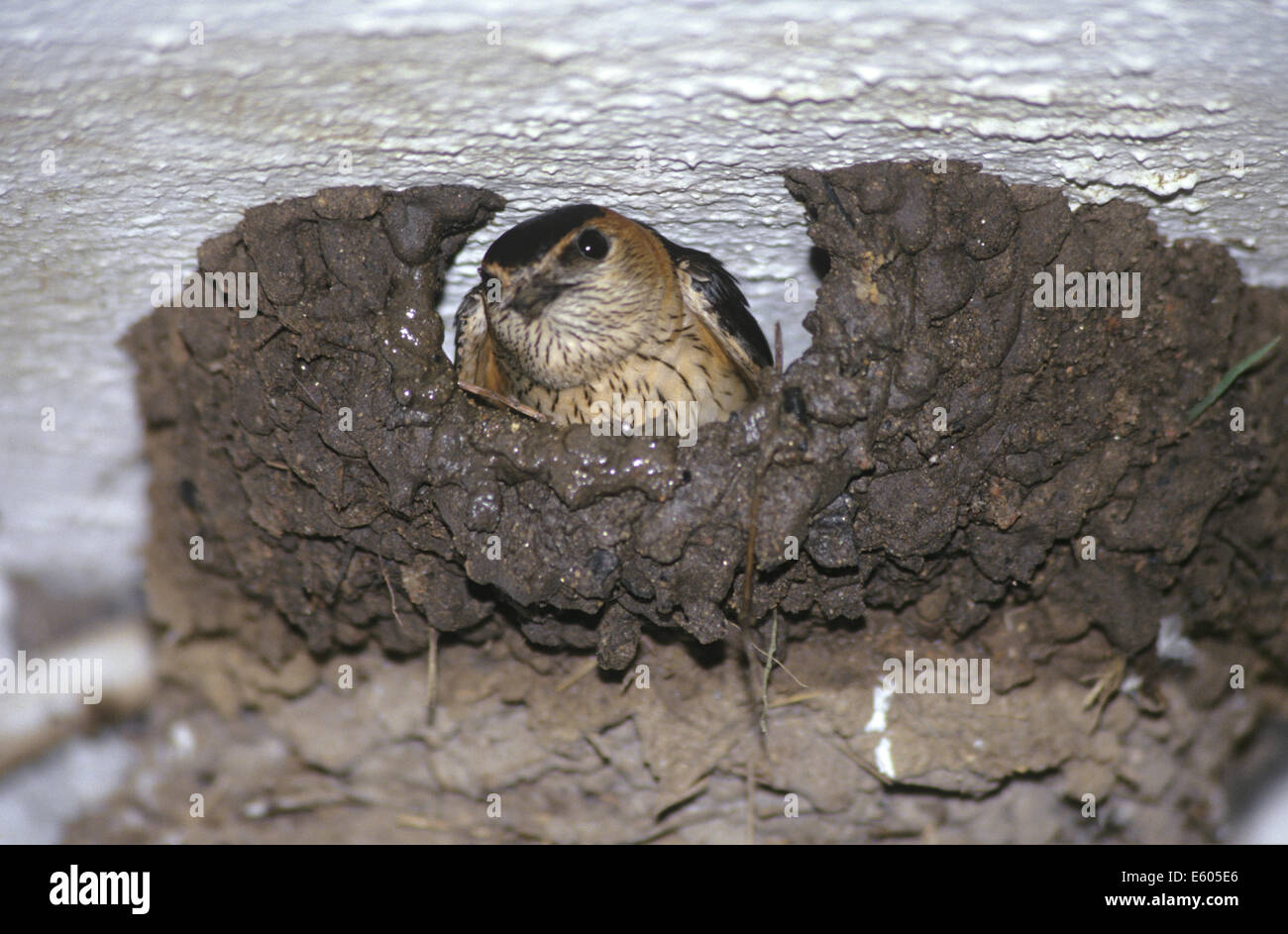 Red-rumped Swallow Hirundo daurica Stock Photo - Alamy