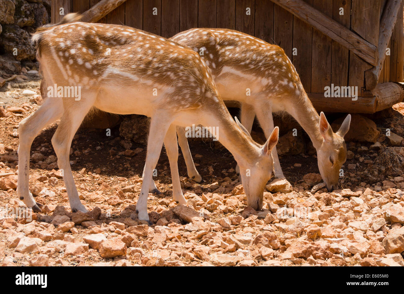 Zante, Greece - Askos Stone Park, small zoo and gardens. Deer Stock ...