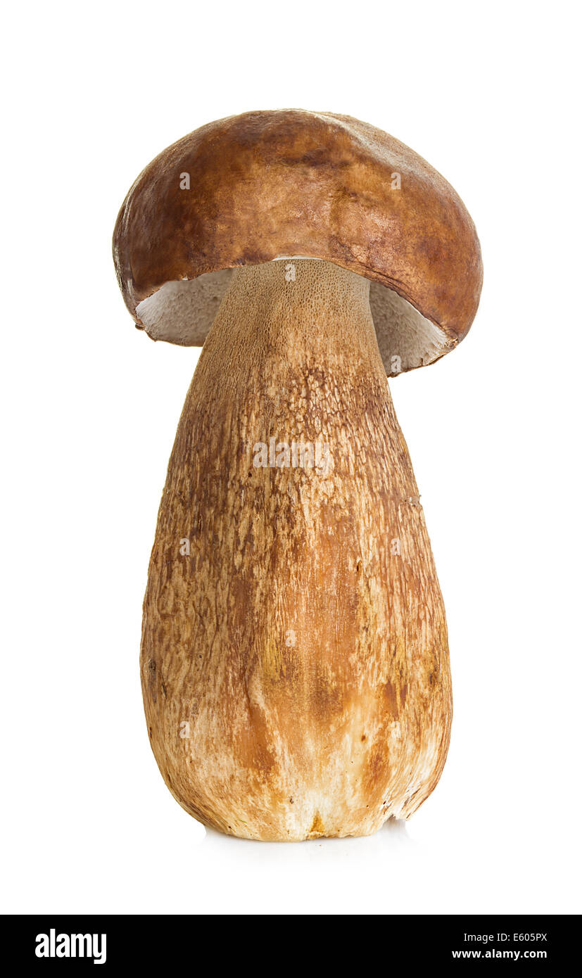 Boletus, cep mushroom isolated on white background Stock Photo - Alamy
