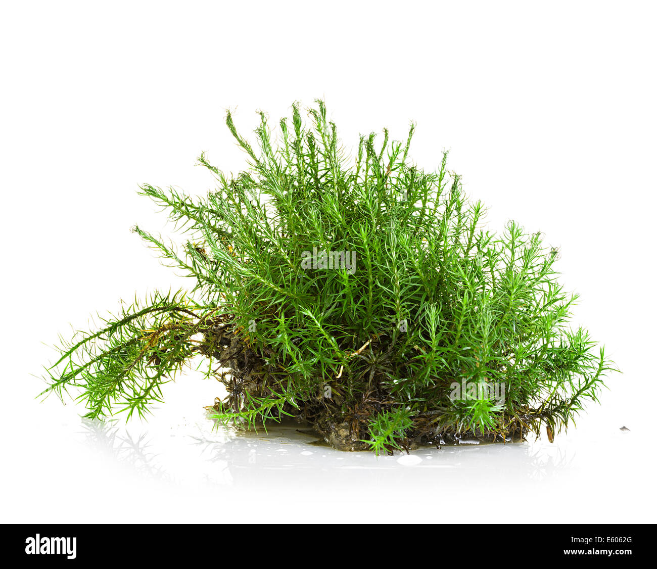Green color park Cut Out Stock Images & Pictures - Alamy