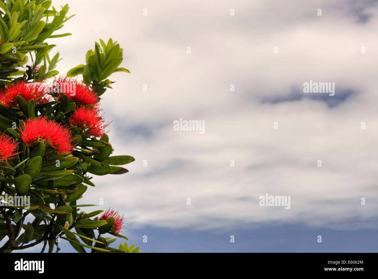 Pohutukawa tree, New Zealand Stock Photo - Alamy