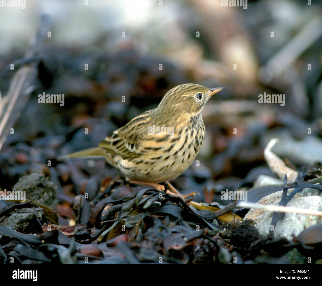 Pipit hi-res stock photography and images - Alamy