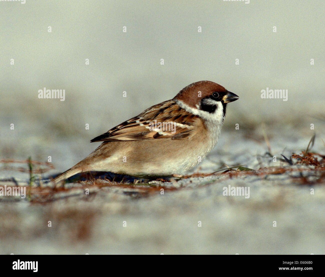 Stood stand hi-res stock photography and images - Alamy