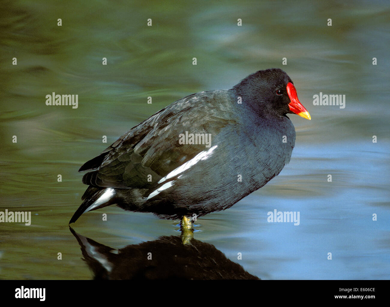 Moorhen Gallinula chloropus Stock Photo - Alamy