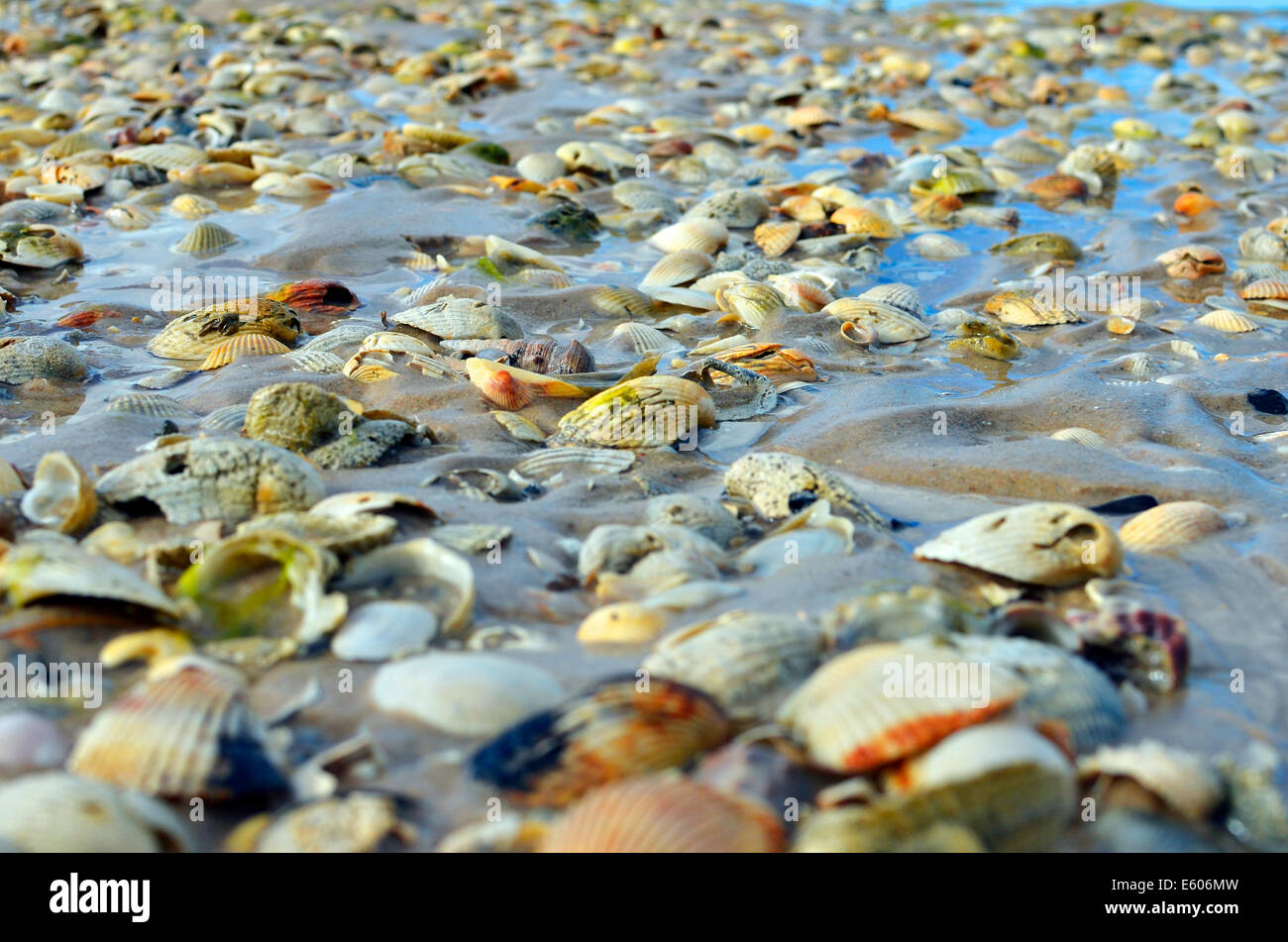 seashells on the beach Stock Photo - Alamy