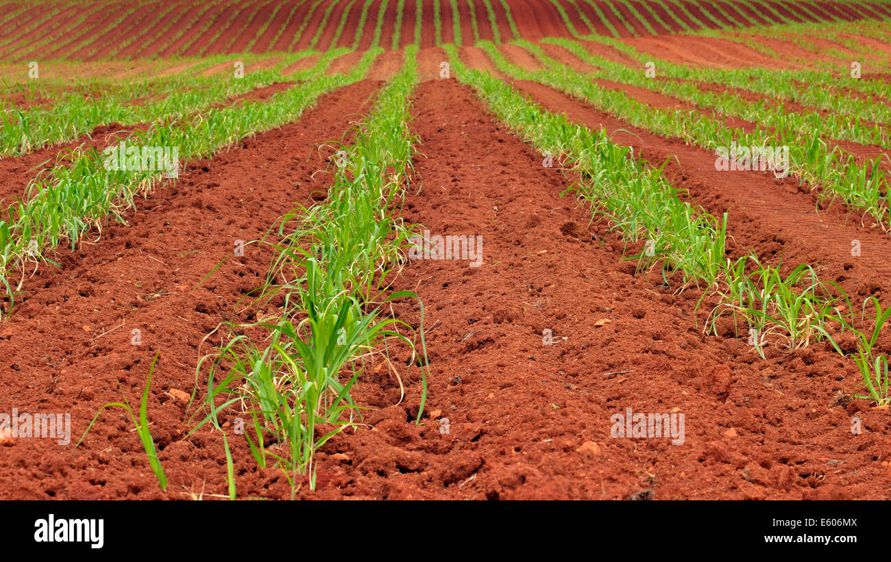 Newly planted sugar cane in rows Stock Photo - Alamy