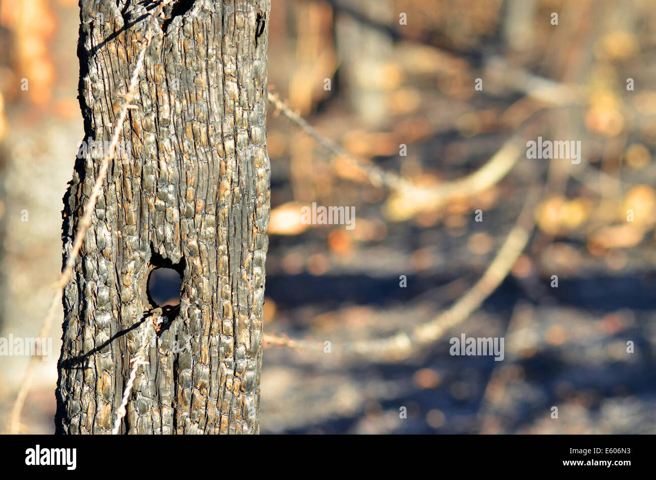 Burnt timber hi-res stock photography and images - Alamy