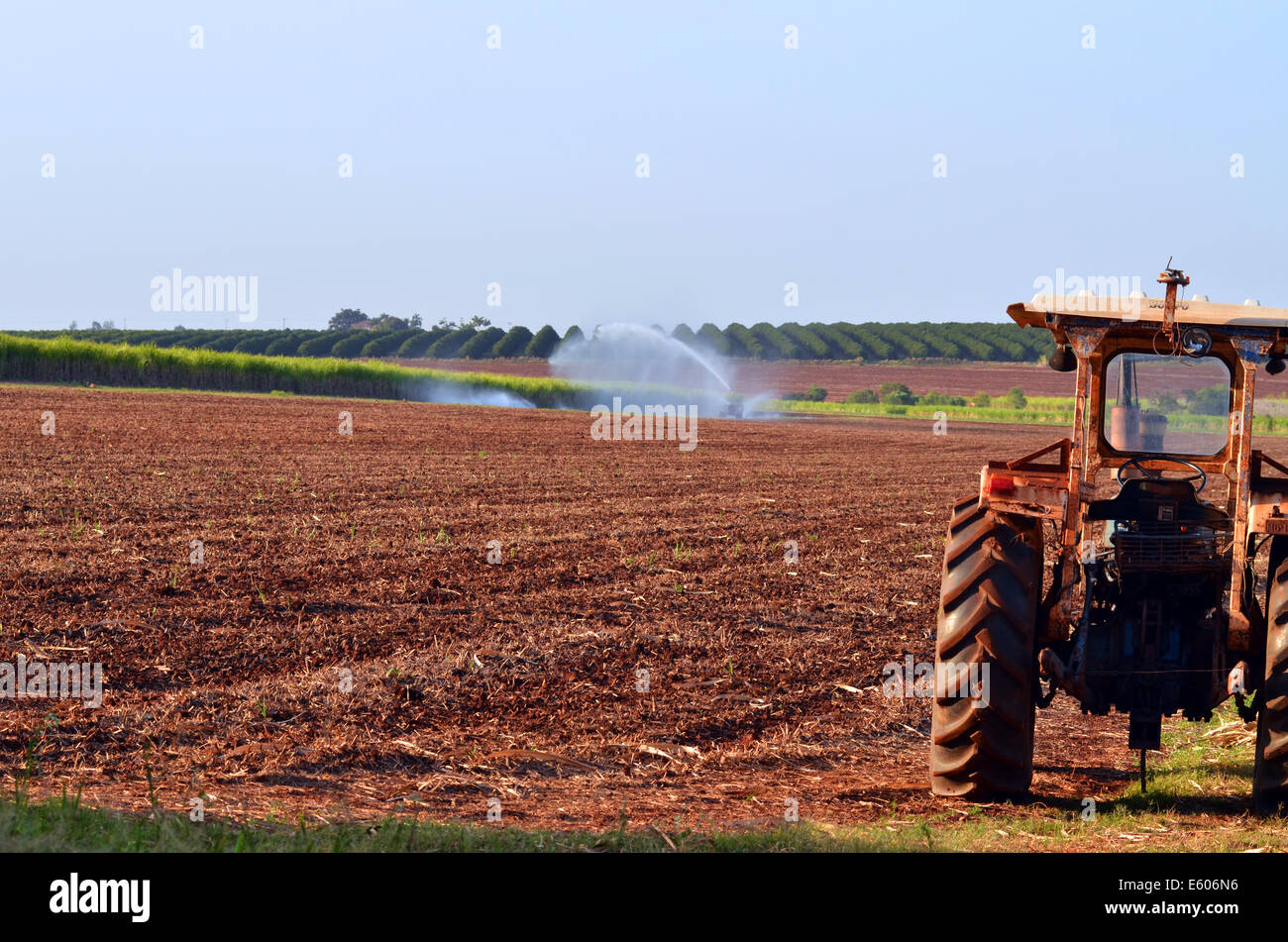 Cane field under irrigation with tractor in the foreground Stock Photo ...