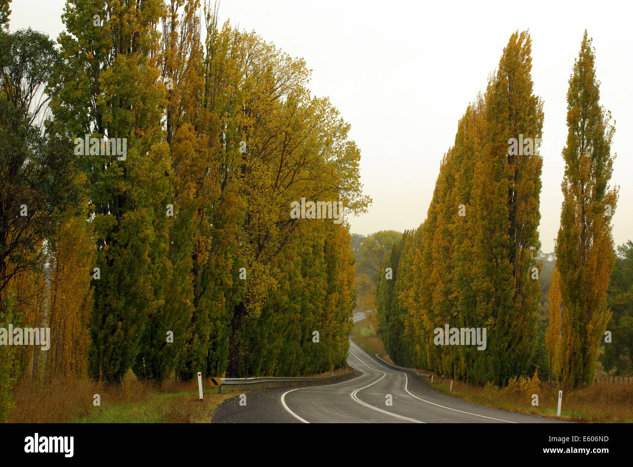 Tree lined country road in winter Stock Photo - Alamy