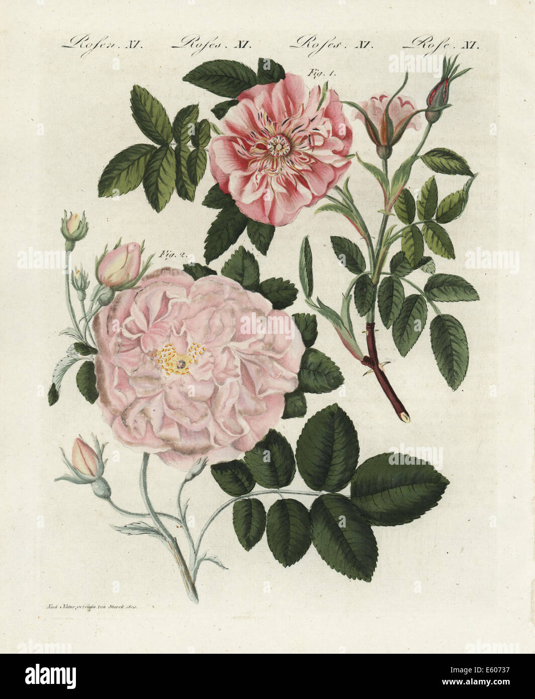 Rosa rubiginosa illustration hi-res stock photography and images - Alamy