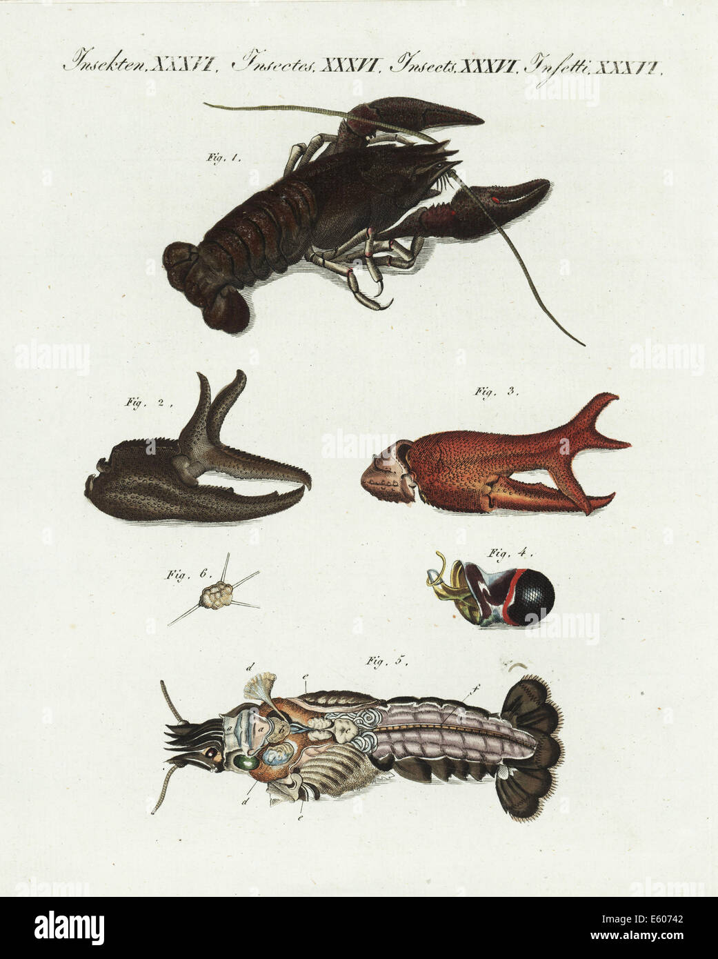 European or noble crayfish or crawfish, Astacus astacus. Vulnerable ...