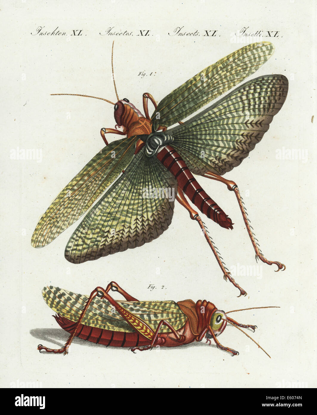 Giant grasshopper, Tropidacris cristata Stock Photo - Alamy