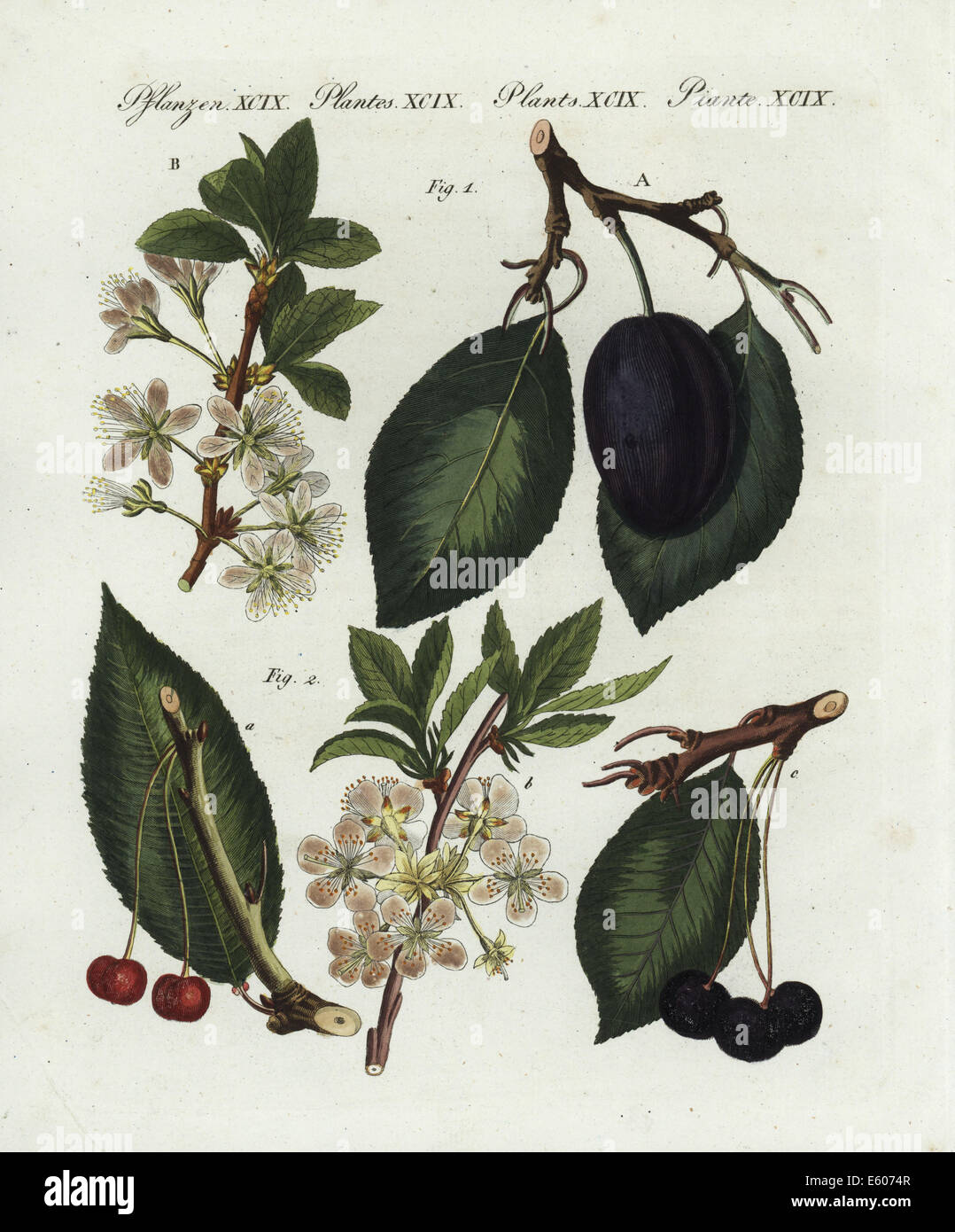 Plum tree illustration hi-res stock photography and images - Alamy