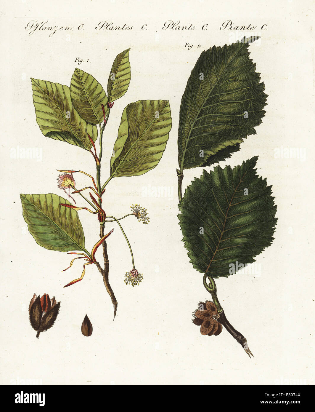 Common beech tree, Fagus sylvatica, and field elm, Ulmus minor Stock ...