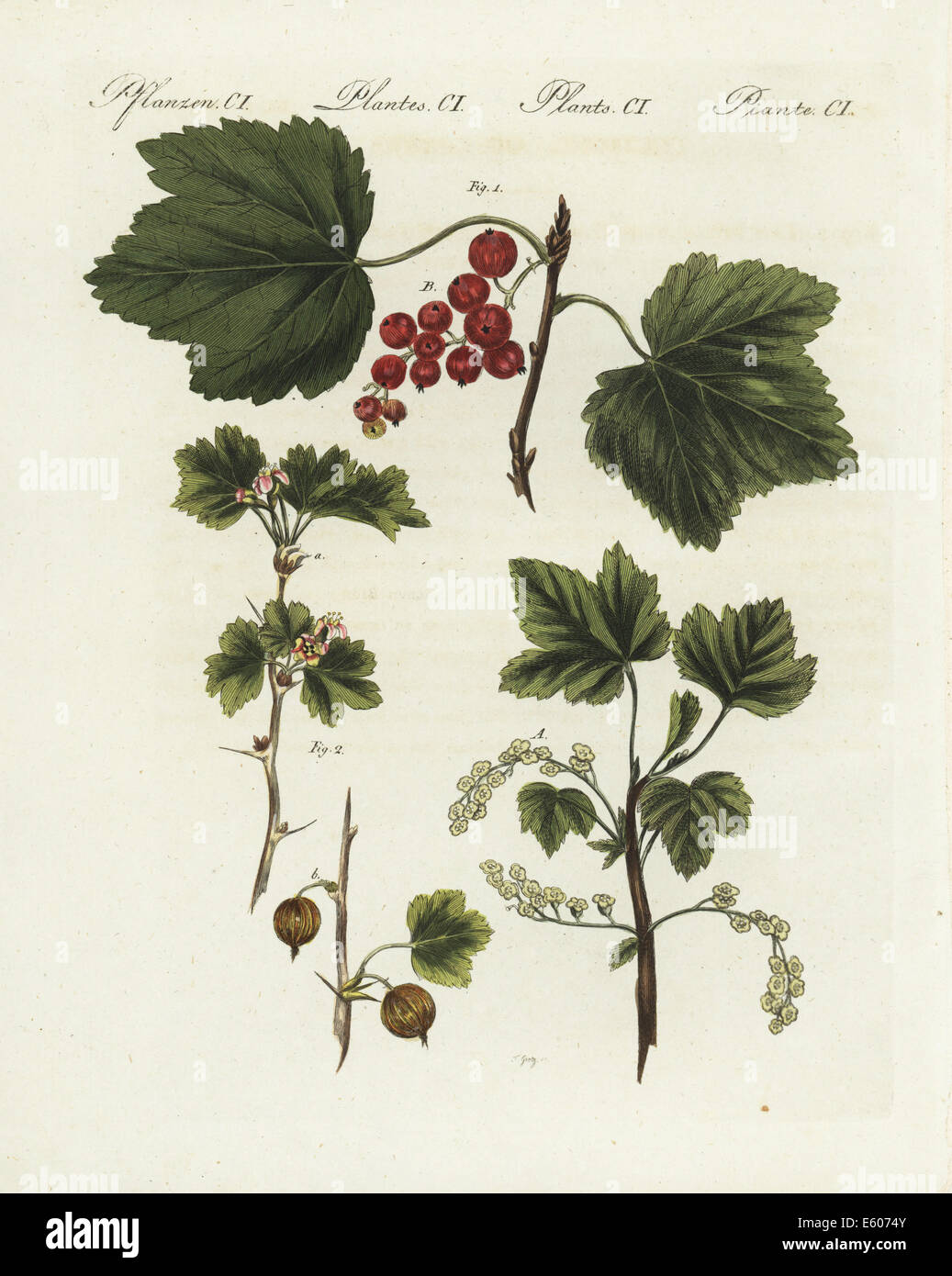 Ribes rubrum flower hi-res stock photography and images - Alamy