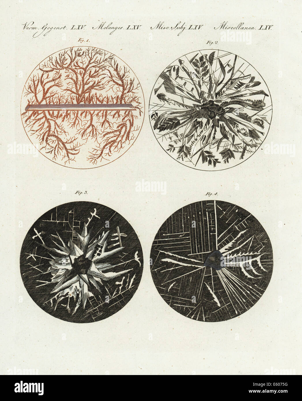 Metallic crystal trees magnified: copper, lead, pewter and zinc Stock ...