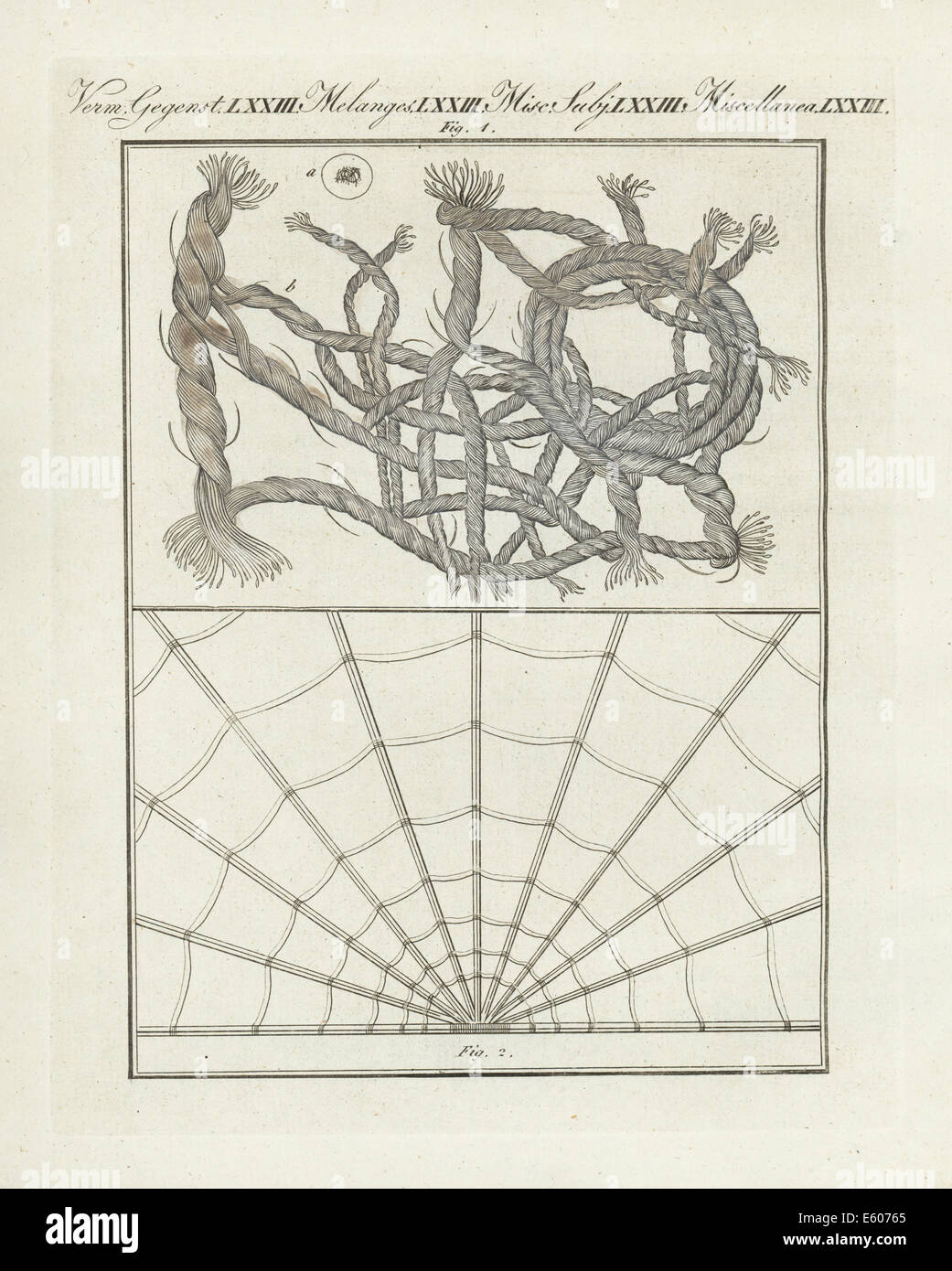 Observations under the microscope: spider's cobweb and Belgian lace ...