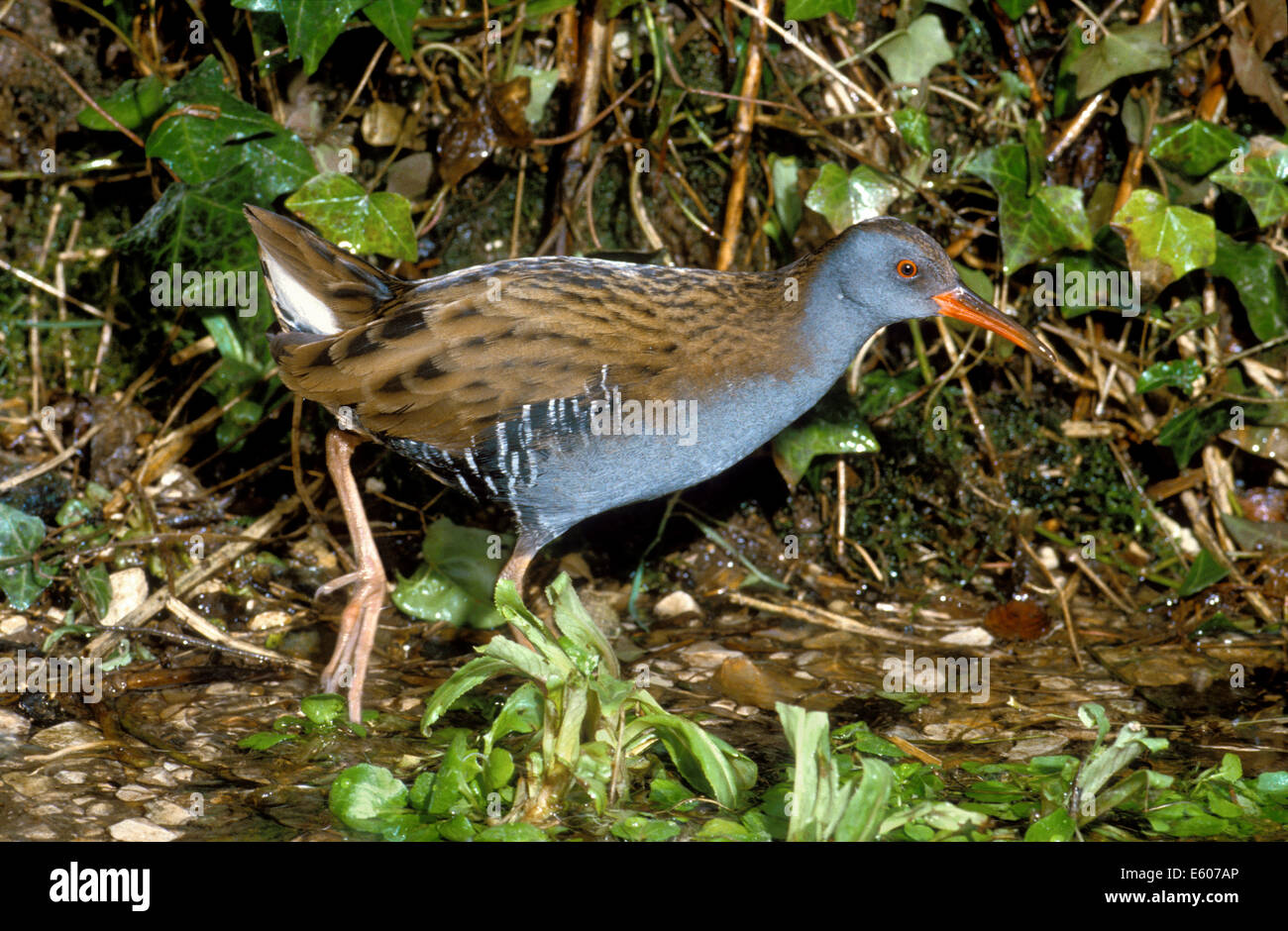 Water Rail Rallus aquaticus Stock Photo - Alamy