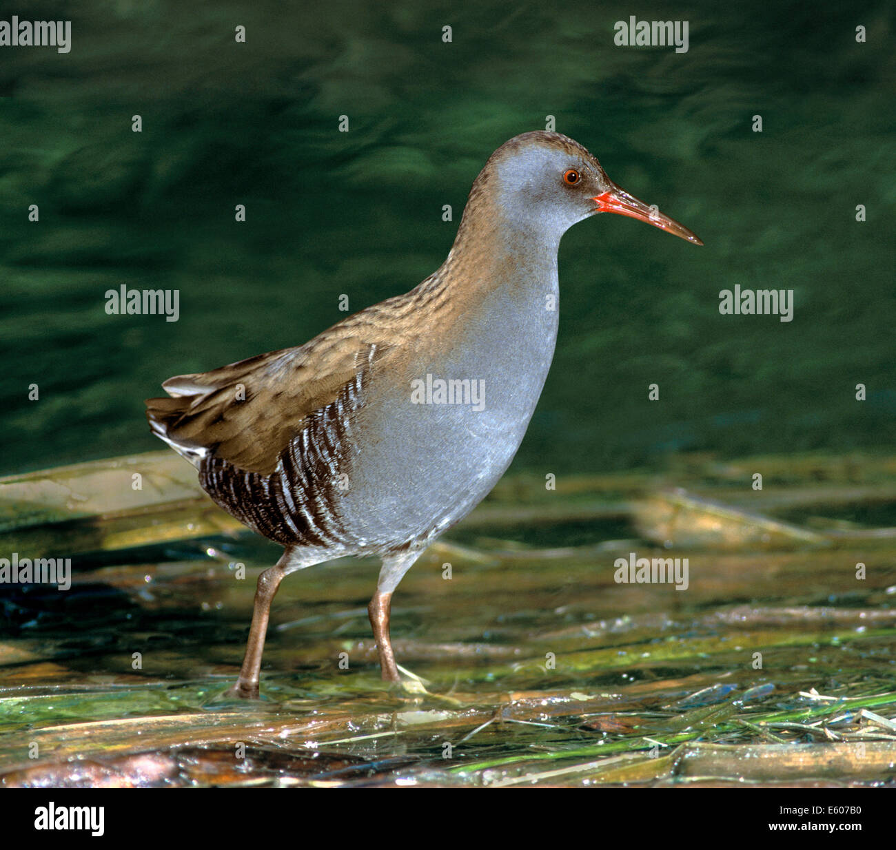 Water Rail Rallus aquaticus Stock Photo - Alamy