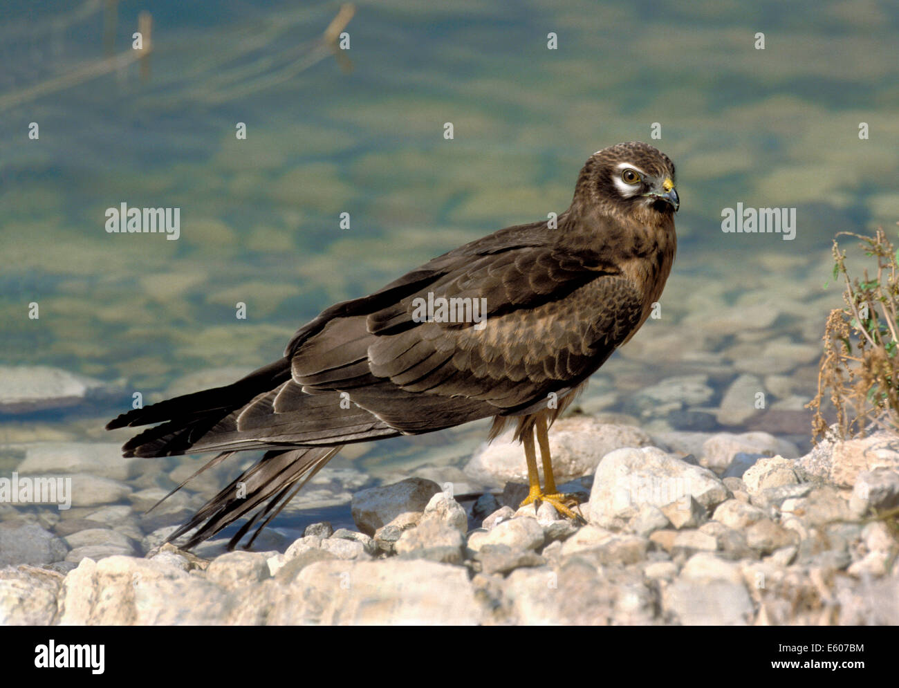 MONTAGU’S HARRIER Circus pygargus Stock Photo - Alamy