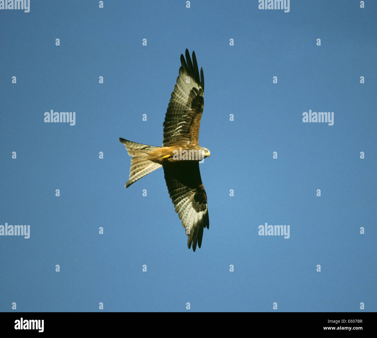 Raptor red hi-res stock photography and images - Alamy