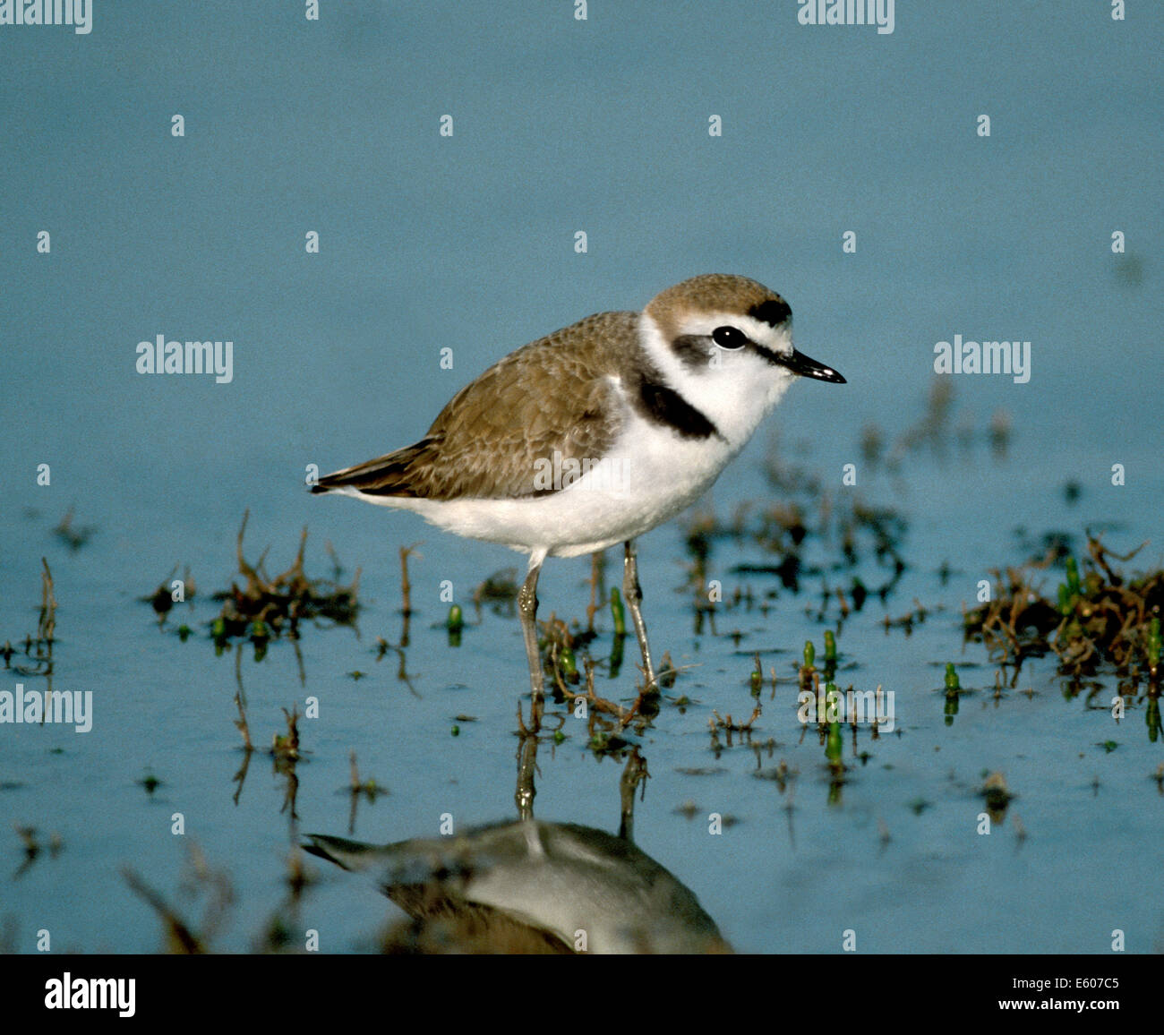 Kentish Plover Charadrius alexandrinus Stock Photo - Alamy